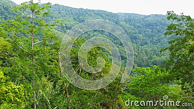 Tall Trees in the Tropical Jungle Stock Footage - Video of flora ...