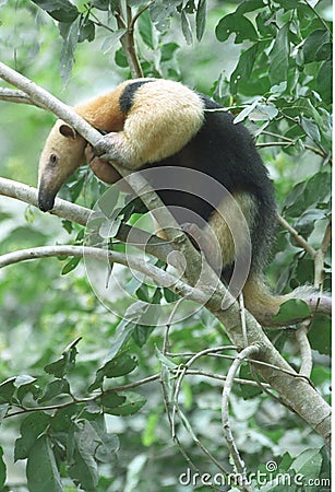 Tamandua (Anteater) Royalty Free Stock Photos - Image: 50058