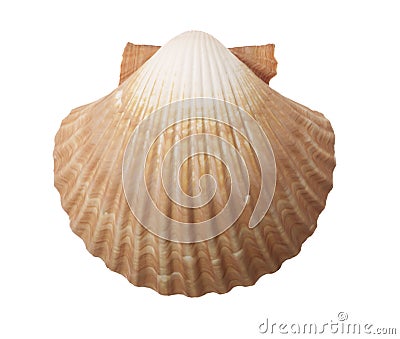 Tan Radial Sea Shell Stock Photos - Image: 14121753