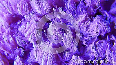 Tan Xenia Coral Polyps in Heavy Current Stock Video - Video of captive ...