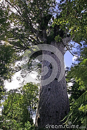 Tane Mahuta - Large Kauri Tree Stock Photo - Image: 5016140