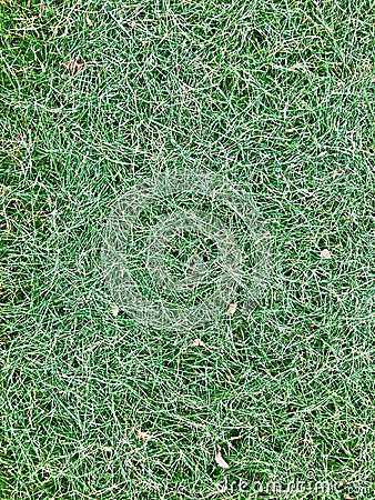 Tangled Green Grass Royalty-Free Stock Photo | CartoonDealer.com #146478219