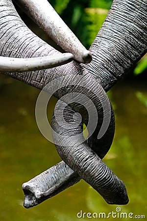 Tangled Trunks Stock Photos - Image: 20354133