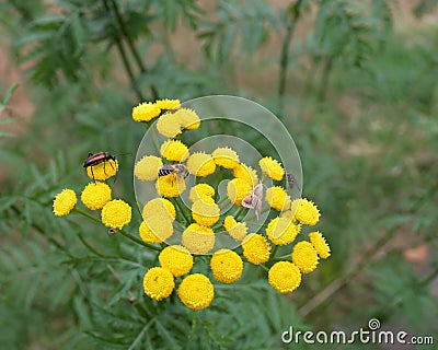 Tansy Herb On Which Various Insects Sit Royalty-Free Stock Photography ...