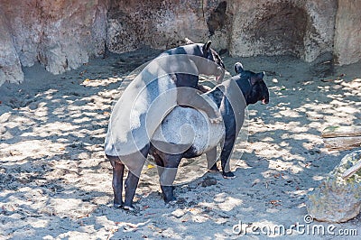 Tapir Mating Stock Photo - Image: 43967712