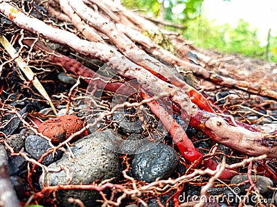 Taproot Of Coconut Tree Royalty-Free Stock Photo | CartoonDealer.com ...