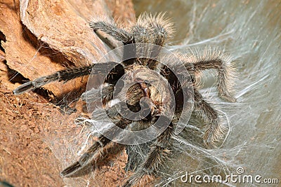 Angry Tarantula stock image. Image of regalis, arboreal - 23212165