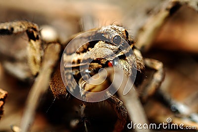 Angry Tarantula stock image. Image of regalis, arboreal - 23212165
