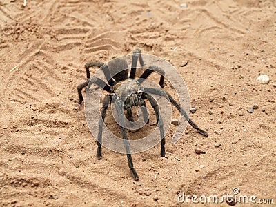 Tarantula (Genus Aphonopelma) Royalty Free Stock Photography - Image ...