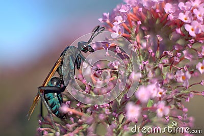 Tarantula Hawk Wasp On Pink Flowers Stock Photos - Image: 25957783
