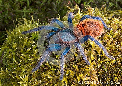 Tarantula On Moss Royalty Free Stock Photos - Image: 9049668