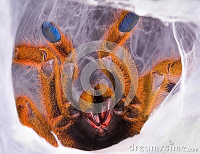 Tarantula Showing Fangs Royalty Free Stock Images - Image: 13999269