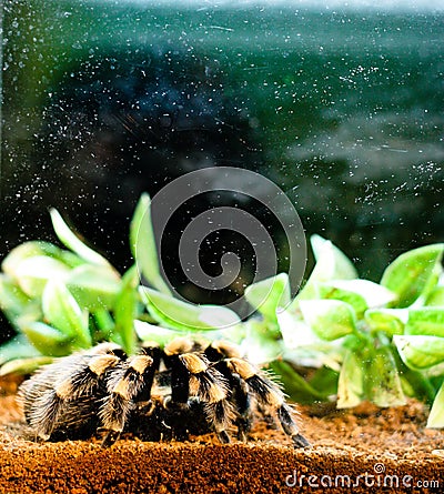 Angry Tarantula stock image. Image of regalis, arboreal - 23212165