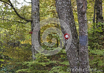 Target Tree Marks Stock Image | CartoonDealer.com #132359833