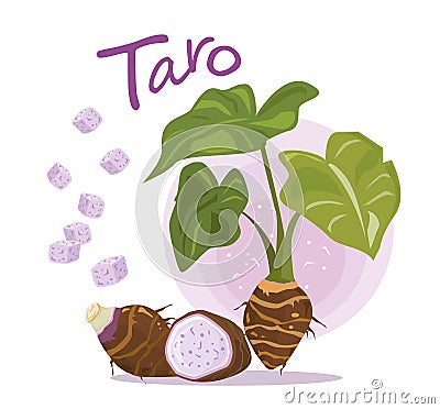 Taro Root Vector. Taro Plant. Fruit And Slice Of Taro. | CartoonDealer ...