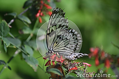 Slightly Tattered Wings On A White Tree Nymph Butterfly Royalty-Free ...