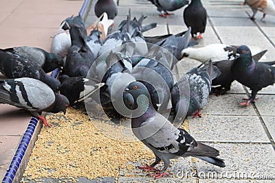 Tauben, Die In Einer Stadt Essen Stockfoto - Bild: 46007447