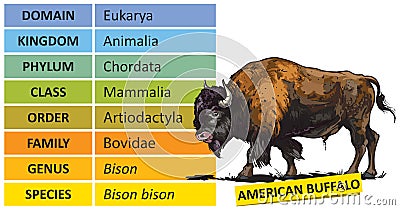 Biology Hierarchy Stock Illustrations – 86 Biology Hierarchy Stock ...