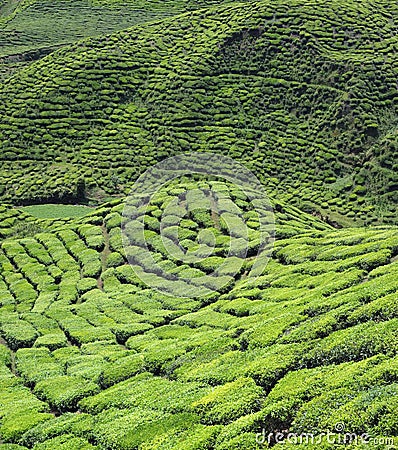 Tea plantation stock image. Image of farm, beautiful, freshness - 328263