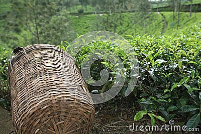 Tea Picker's Basket Stock Images - Image: 334754