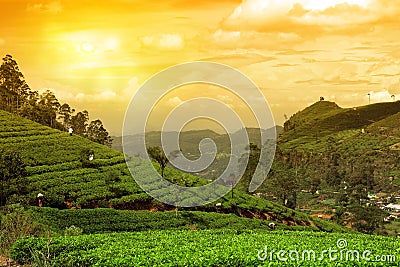 Tea Plantation Landscape Sunset Stock Photography | CartoonDealer.com ...
