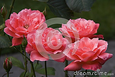 Tea Roses Royalty Free Stock Photos - Image: 949668