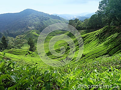 Tea Valley Royalty Free Stock Images - Image: 17242489