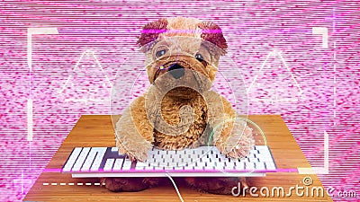Teddy Dog Typing on Keyboard Stock Footage - Video of programming ...