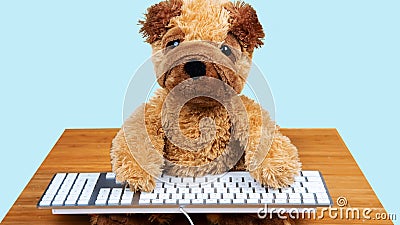 Teddy Bear Typing on Keyboard Stock Video - Video of humor, computer ...