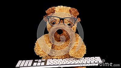 Teddy Dog Typing on Keyboard Stock Footage - Video of programming ...