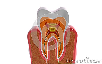 Teeth Cross Section Stock Illustration | CartoonDealer.com #14366506