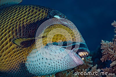 Teeth Of Large Titan Triggerfish Fish Royalty-Free Stock Photography ...