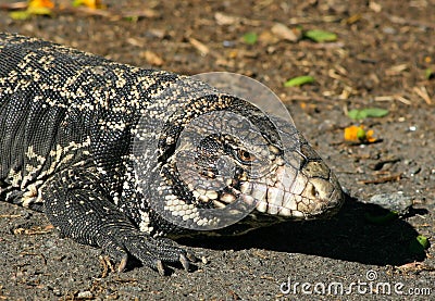 Tegu Lizard Royalty Free Stock Photo - Image: 2806315
