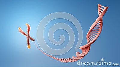 Telomere Chromosome And Dna Spiral On Blue Background Royalty-Free ...