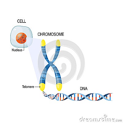 Telomeres. Cell Structure. Cartoon Vector | CartoonDealer.com #112470605