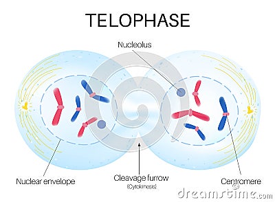 Telophase Is The Phase Of The Cell Cycle. Vector Illustration ...