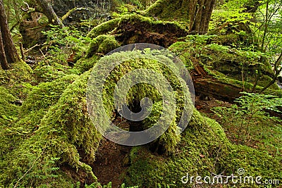 Temperate Rainforest Stock Image - Image: 16193391