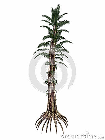 Tempskya Prehistoric Tree Fern - 3D Render Stock Illustration - Image ...