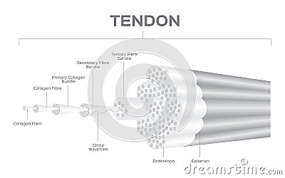 Tendon Anatomy Vector Illustration | CartoonDealer.com #118064480