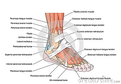Tendons Of The Foot Vector Illustration | CartoonDealer.com #54203544