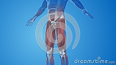 Tensor Fasciae Latae Muscles Pain And Injury Stock Photo ...