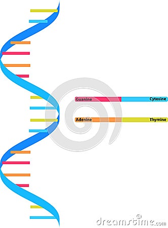RNA Design In Medical, RNA Scientific, RNA With Details, RNA Sign ...