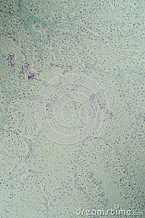 Testicle Cross-section Under The Microscope Stock Image | CartoonDealer ...