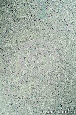 Testicle Cross-section Under The Microscope Stock Photography ...