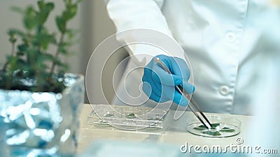 Testing a Plant Sample in a Biochemical Science Laboratory. a Scientist ...