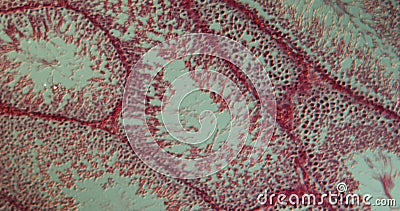 Testis of the Rat in Cross Section Stock Footage - Video of diagnose ...