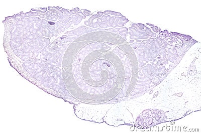 Testis, Testicle, Transverse Section, 20X Light Micrograph Royalty-Free ...