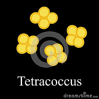 Tetraccoci Structure. Bacteria Tetracoccus. Infographics. Vector ...