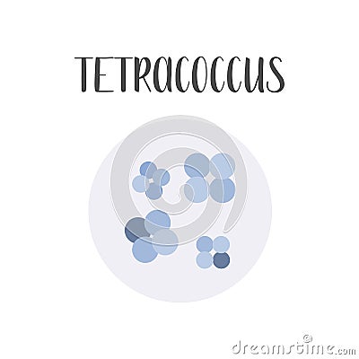 Tetracoccus. Bacteria Classification. Spherical Shapes Of Bacteria ...