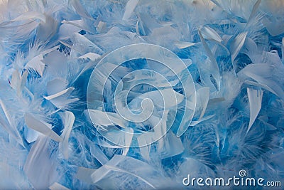 Texture Of Blue Feathers Stock Photos - Image: 16845543
